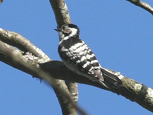 Birds :: Crowborough Common Official Site, Crowborough, West Sussex